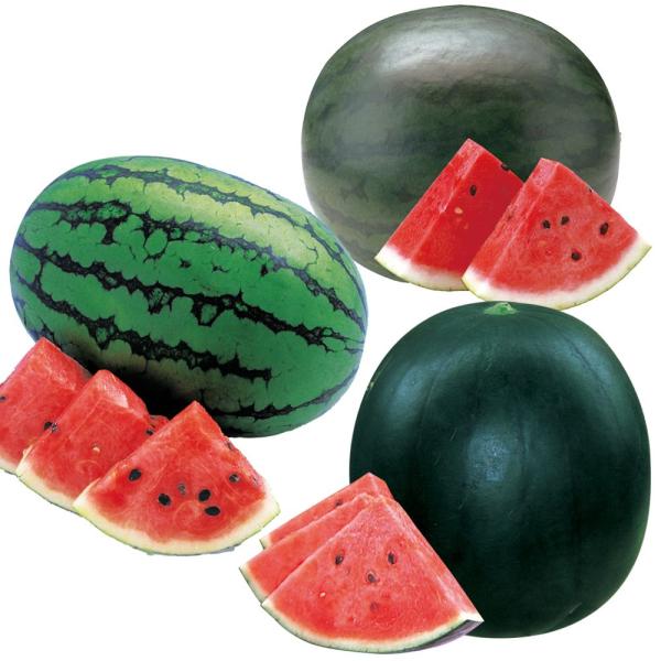 ●セット内容実生野菜苗 スイカ F1ゴスペル 2株実生野菜苗 スイカ F1ハニーボール 2株実生野菜苗 スイカ F1黒兵衛 2株