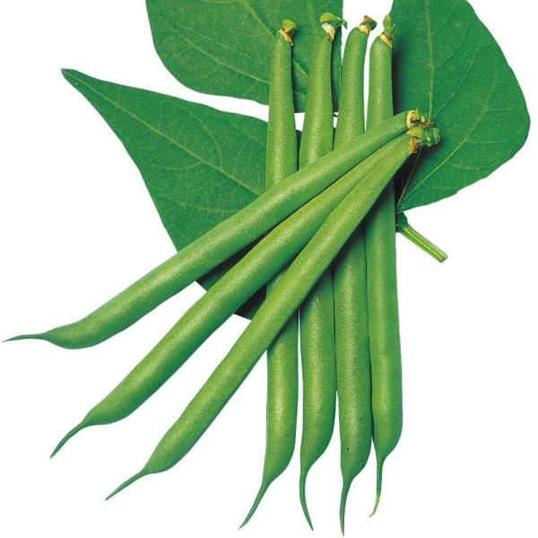 ●商品情報：すじなしの丸莢で、風味良く揃いも抜群！ 花数多く着果も安定。●早晩性：極早生●莢長（約）：14cm●つるの有無：つるあり●草丈（約）：120〜250cm●お届け状態：種子●入り数の目安：30mlあたり約75〜110粒※入り数は目...