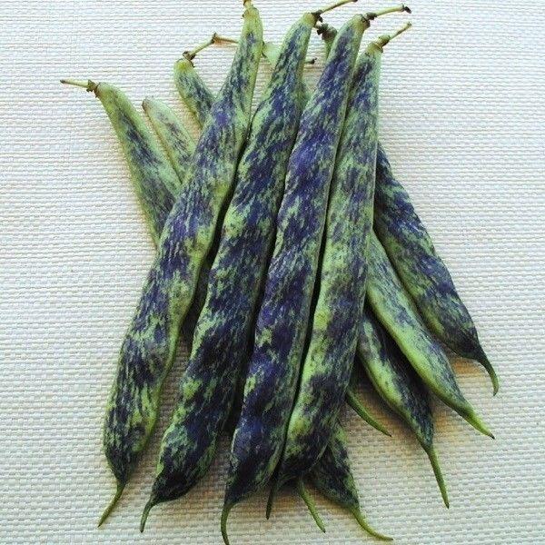 ●商品情報：約55日で収穫できる平莢インゲン。縞模様が綺麗！●早晩性：早生●莢長（約）：15cm●つるの有無：つるあり●草丈（約）：120〜250cm●お届け状態：種子●入り数の目安：30mlあたり約75〜110粒※入り数は目安です。品種に...