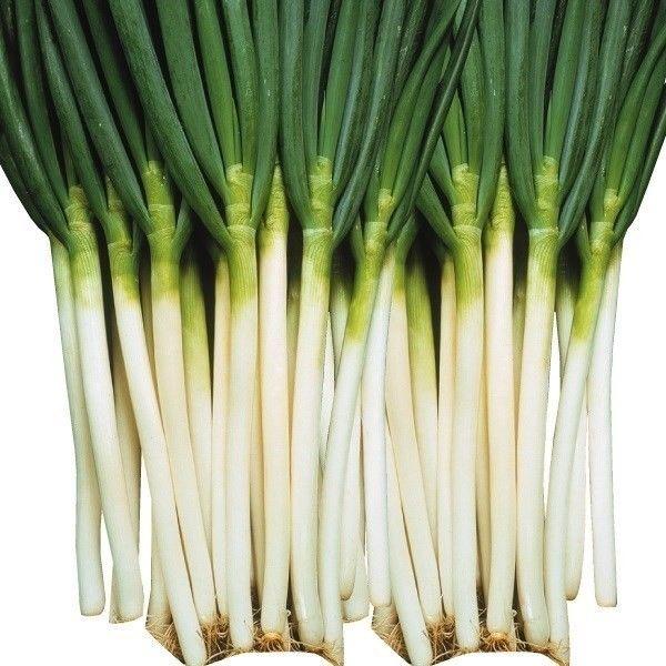 ●商品情報：首部は衿揃いと締まり良く光沢がある一本ネギ。肉質柔らかく美味。耐暑性・耐病性にも強い。●軟白部（約）：40cm●お届け状態：種子●入り数の目安：10mlあたり約1000〜1500粒入り※品種により差があります。●発芽適温：20℃...