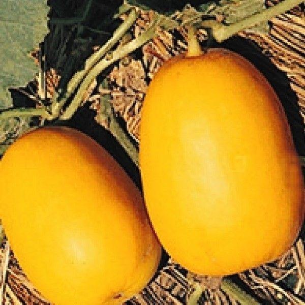 ●商品情報：甘味・風味が良く全国で最も普及されている豊産マクワ。●果重（約）：700g●お届け状態：種子●入数の目安：2mlあたり約30〜40粒入り数は目安です。品種により差があります。●発芽適温：25〜30℃※発芽させるには播種床を上記の...