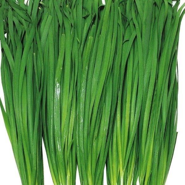 ●商品情報：幅広い葉は厚みがあり、繊維も少ない。●お届け状態：種子●備考：播種や植え付け後の栽培条件、天候等によりその結果が異なることがありますが、弊社の責と考えられる結果不良の責めはお買い上げ代金の範囲内とさせていただきます。また、果重・...