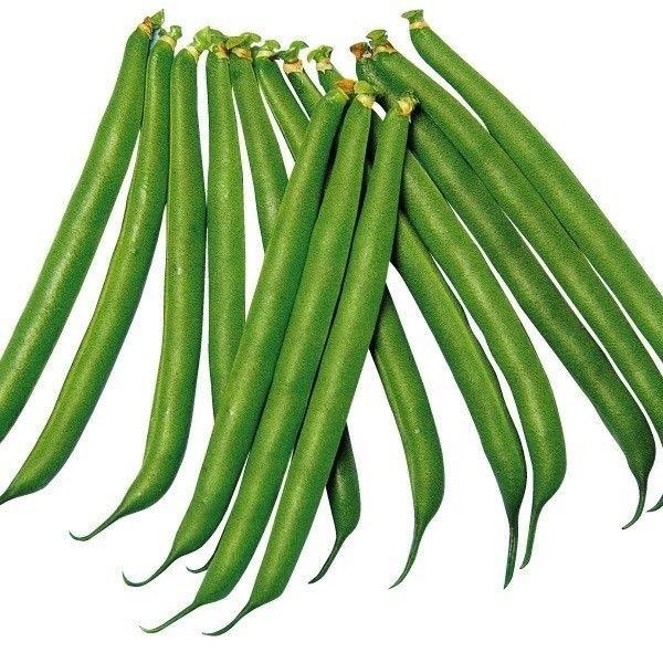 ●商品情報：すじなしで柔らか美味！ 極濃緑の真っ直ぐな17〜18cmの長莢を長期間収穫でき、高温下でもしっかり実がつく強健種。播種後約60日で収穫の中早生種。●早晩性：中晩生●つるの有無：つるあり●莢の形：丸莢●お届け状態：種子●入り数の目...