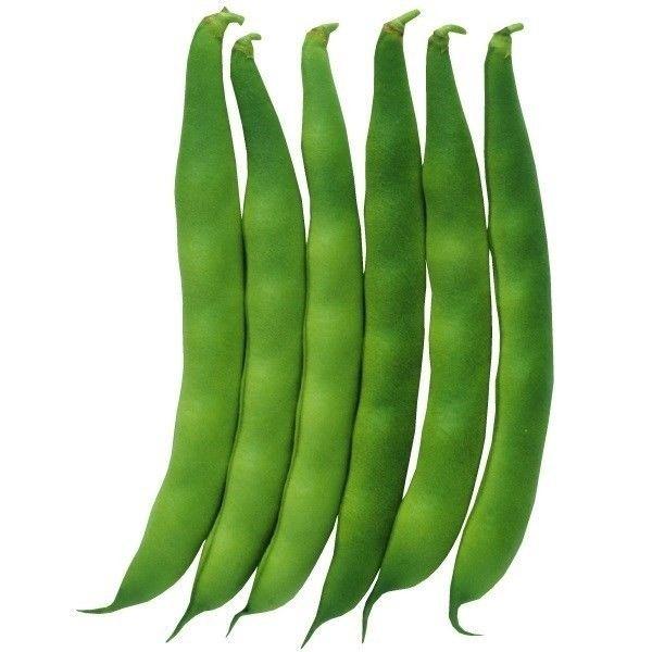 ●商品情報：すじなし・肉厚・柔らか・風味よし！ 実つきの良い豊産性で文句なし。莢長約14cm、幅約1.5cm。草丈約45cmで作りやすい。●つるの有無：つるなし●莢の形：平莢●お届け状態：種子●入り数の目安：40mlあたり約100〜150粒...