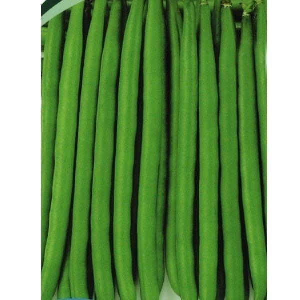 ●商品情報：茹でても色落ち少なく、見映えが抜群！ しかも、柔らかくて食味最高。莢長12〜13cmの極濃緑でまっすぐな秀品の丸莢が、どっさり収穫できます。●つるの有無：つるなし●莢の形：丸莢●お届け状態：種子●入り数の目安：40mlあたり約1...