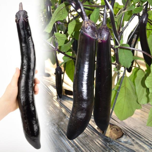 ●商品情報：艶やかな黒光りの美しい大長ナスで、果肉はとても柔らかく、煮浸しなどにすれば絶品!　 夏場でも色ボケしにくく秀品率高く、直売所にも最適です。●果長（約）：35cm●お届け状態：種子●入り数の目安：1mlあたり約60〜100粒入り※...