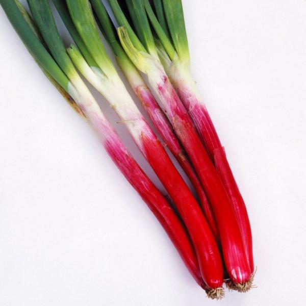 ●商品情報：美しく味わい抜群の赤ネギ。人目を引く美しい紅色! とても甘〜い太ネギで、色を生かした薬味などの生食がオススメ。加熱すると色は抜けますが、さらに甘味が強くトロトロになるので、鍋や煮物に最高の味わい。●軟白部（約）：30〜40cm以...