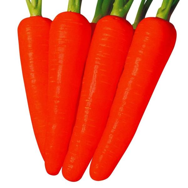 ●商品情報：甘味が強く風味抜群。草勢強く、耐病性があり栽培簡単。●根長（約）：15〜18cm●お届け状態：種子●入り数の目安：5mlあたり約1000〜1500粒入り※品種により差があります。●発芽適温：15〜25℃※発芽させるには播種床を上...