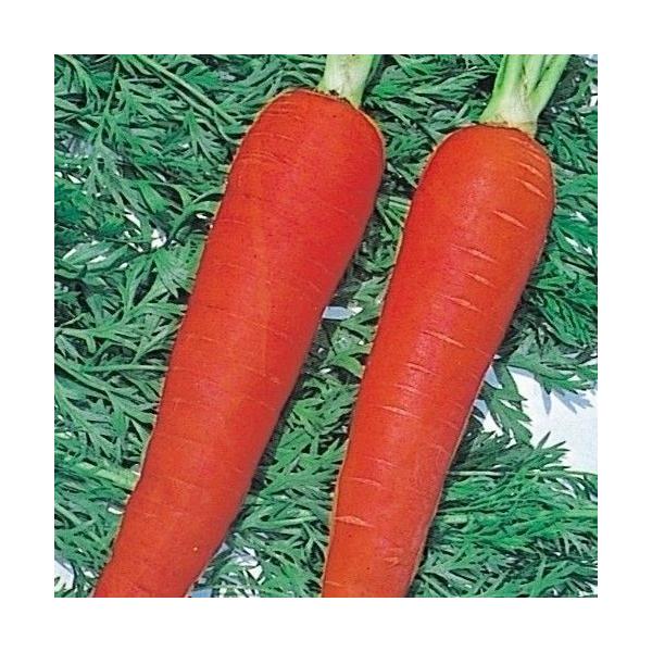 ●商品情報：着色良く肥大しやすく肉付きの良い長型人参！●根長（約）：21cm●お届け状態：種子●入り数の目安：10mlあたり約2000〜3000粒入り※品種により差があります。●発芽適温：15〜25℃※発芽させるには播種床を上記の温度にして...