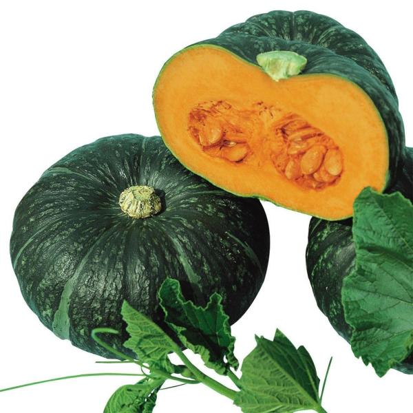 ●商品情報：甘味たっぷりでホクホク美味しい栗かぼちゃ。煮崩れ少なく、和洋中あらゆる料理に。着果後約25日で収穫できる極早生の多収品種。●果重（約）：900g●お届け状態：種子●入り数の目安：10mlあたり約10〜25粒入り※品種により差があ...