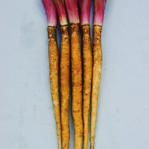 ●商品情報：長さは短く、作業性が良い。若どり専用種。●根長（約）：30〜40cm●早晩性：超極早生●入り数の目安：15mlあたり約400〜600粒入り※品種により差があります。●発芽適温：20〜25℃※発芽させるには播種床を上記の温度にして...