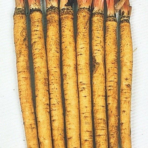 ●商品情報：肉質極上、あっさり美味！●根長（約）：80cm●早晩性：中早生●入り数の目安：15mlあたり約400〜600粒入り※品種により差があります。●発芽適温：20〜25℃※発芽させるには播種床を上記の温度にしてください●栽培ポイント：...