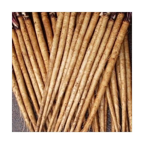 ●商品情報：表皮が白く美しい。アクが非常に少なく柔らかで美味！●根長（約）：75〜85cm●早晩性：早生●入り数の目安：15mlあたり約400〜600粒入り※品種により差があります。●発芽適温：20〜25℃※発芽させるには播種床を上記の温度...