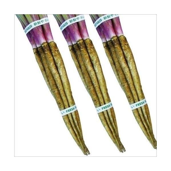 ●商品情報：根が短く掘り取り簡単！●根長（約）：50cm●早晩性：極早生●入り数の目安：15mlあたり約400〜600粒入り※品種により差があります。●発芽適温：20〜25℃※発芽させるには播種床を上記の温度にしてください●栽培ポイント：連...