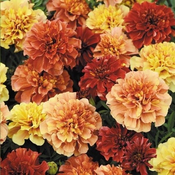 ●商品情報：世界初の花色、ピンクベージュになるマリーゴールド!!花色が赤系→ピンクベージュ→クリームイエローと咲き進むにつれ変化し、１株で色々楽しめます。高温下で優しいクリームイエローになります。 ●分類：１年草 ●開花期：6〜10月 ●草...