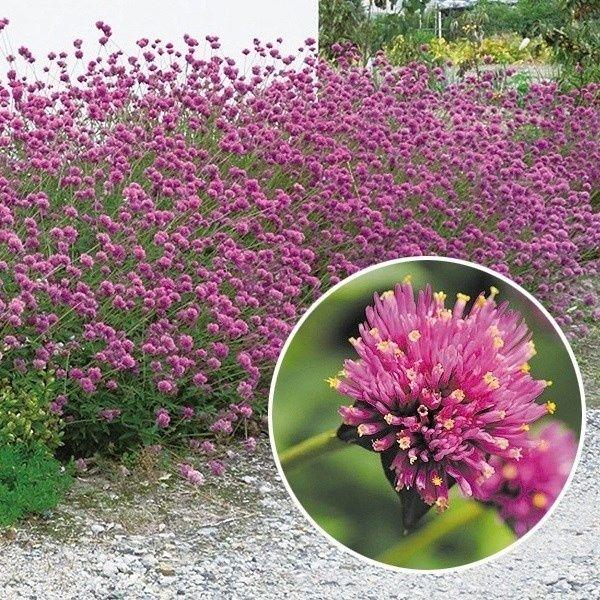 ●商品情報：花火のような個性的な花形と鮮やかな濃桃の花色がステキ!!初夏から晩秋まで次々と咲き続け、ドライフラワーにするとさらに長期間楽しめます。暖地では露地での越冬が可能。 ●分類：半耐寒性多年草 ●開花期：7〜11月 ●草丈：120cm...