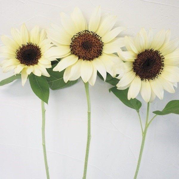 切花農家も愛用！プロカットシリーズ！●商品情報：近頃大人気の白系ひまわり! どんな花とも合わせやすく、アレンジにピッタリ♪茎が丈夫で長く、枝分かれもあまりしないので、切花に重宝される「プロカットシリーズ」は切花農家も愛用している優秀品種ばか...