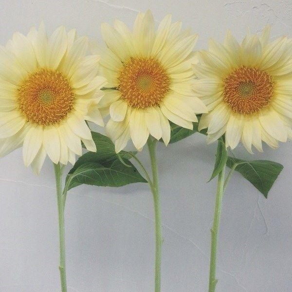 切花農家も愛用！プロカットシリーズ！●商品情報：近頃大人気の白系ひまわり! どんな花とも合わせやすく、アレンジにピッタリ♪茎が丈夫で長く、枝分かれもあまりしないので、切花に重宝される「プロカットシリーズ」は切花農家も愛用している優秀品種ばか...