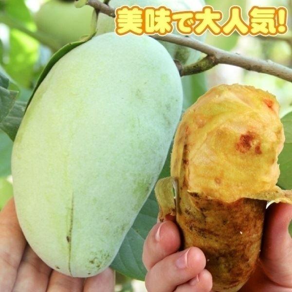 ●商品情報：マンゴーはその名の通りマンゴーのような香りと味のクリーミーな果肉! 最大360〜400g（平均200〜300g）にもなる食べ応えある巨大果。ポポーの中でも人気高い!!【ポポー】マンゴー+プリン+バナナ風味のとろ〜り甘い果肉が絶品...