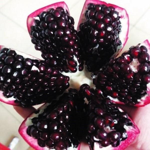 ●商品情報：最大記録で果重1530g(平均700g)の超巨大ザクロ! 果粒は、黒みを帯びた瑪瑙(めのう)色で濃厚な甘味で品質も抜群。乾燥や病気に強く、貯蔵性のある豊産品種。【ザクロ】樹勢が非常に強いのが特長です。「悪食(あくじき)」と呼ばれ...