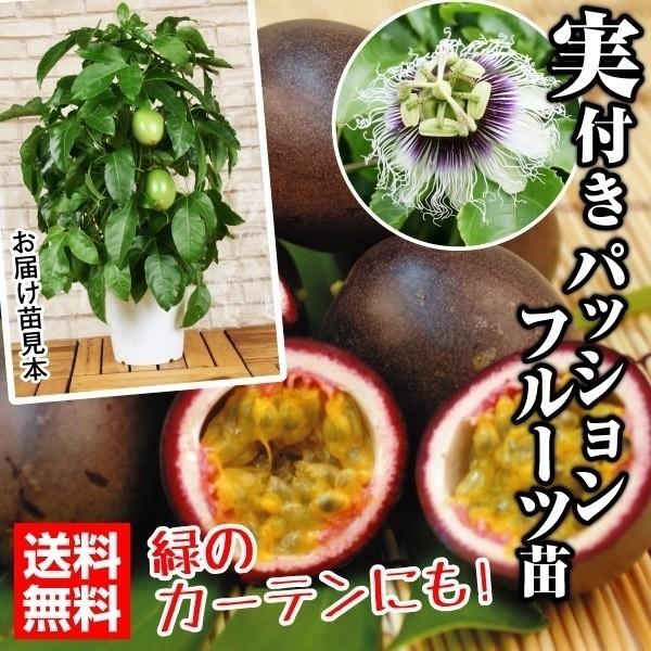 実つき苗でお届け●商品情報：トケイソウ科の多年草で、アメリカ大陸の亜熱帯地域が原産。「緑のカーテン」として注目されたパッションフルーツ。トケイソウと呼ばれるように、実だけでなく時計のような花も楽しめる!漢字・別名：果物時計草(クダモノトケイ...