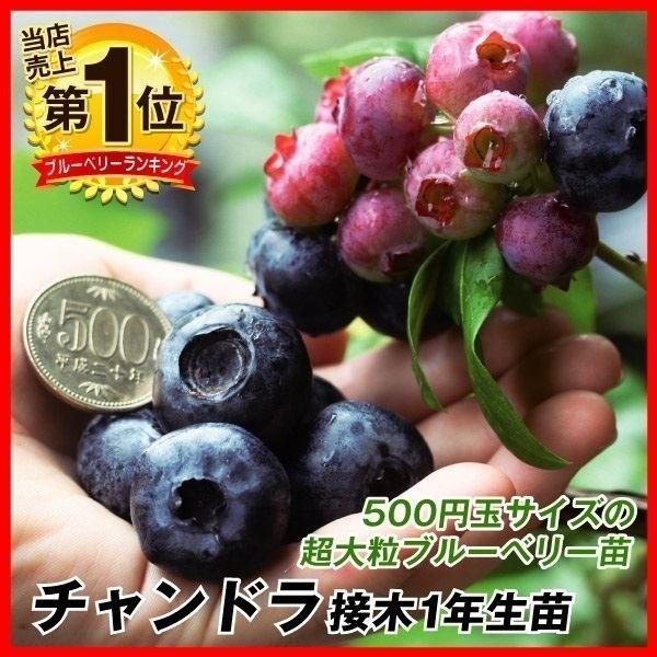 ●商品情報：「最大500円玉サイズになる幻のブルーベリー」と話題に。まるで大粒葡萄のように見事で、しかも美味しい。ブルーベリーで人気No.1! 晩生・直立性。●お届け状態：接木1年生ポット苗●分類：落葉〜半常緑樹●生長後の樹高(約)：1〜1...