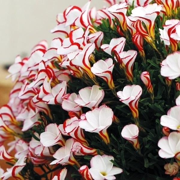 ●学名・英名：Oxalis versicolor●商品情報：愛らしい花は日中に開き、夜や曇りの時は閉じます。病害虫にも強く、植えっぱなしでも良く育つので栽培簡単でおすすめです。紅白の縞模様がお洒落なオキザリス。カタバミ科。●お届け状態：球根...