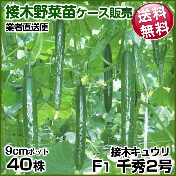 ●商品情報：雌花着果・果実肥大の連続性が特徴。つる下ろし栽培や摘心栽培での半放任がしやすい省力性。褐斑病・べト病・ウドンコ病に強い。●お届け状態：接木9cmポット苗 40株入り●果長（約）：21〜22cm