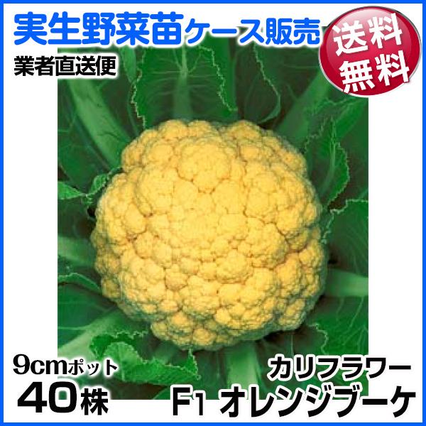 ●商品情報：花蕾がオレンジ色のカリフラワー。加熱調理後も変化なく食味がよい。生育旺盛で作りやすい中早生種。●お届け状態：実生9cmポット苗 40株入り●果重／果長：―