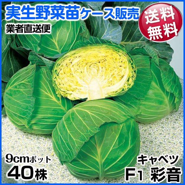 ●商品情報：萎黄病・黒腐病にも耐病性を持つ冬どり中晩生種。晩中生と低温肥大性に優れ、収穫期幅が広い。低温期には甘味が強く、食味に優れる。●お届け状態：実生9cmポット苗 40株入り●球重（約）：1.7kg