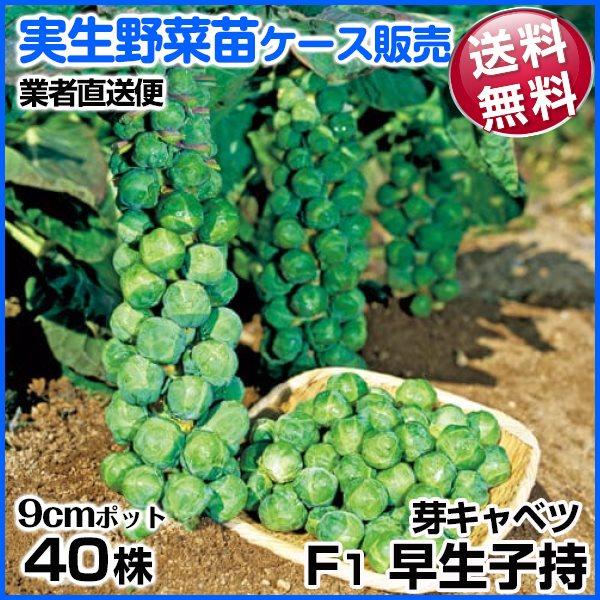 ●商品情報：メキャベツの代表品種！耐暑性が強く、強勢で作りやすい早生種。直径2.5cmが収穫に適する大きさで、1株から90球程度とれる。●お届け状態：実生9cmポット苗 40株入り●果重／果長：―