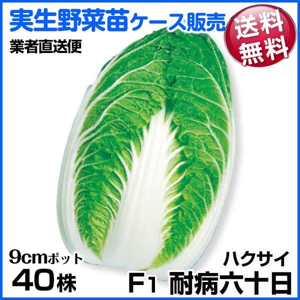 ●商品情報：生育が旺盛で作りやすい極早生種。外葉がコンパクトで、密植栽培が可能。玉は胴張りのよい砲弾形で、品質が優れる。根張りが強いので、栽培適応幅が広い。●お届け状態：実生9cmポット苗 40株入り●球重（約）：2.3kg