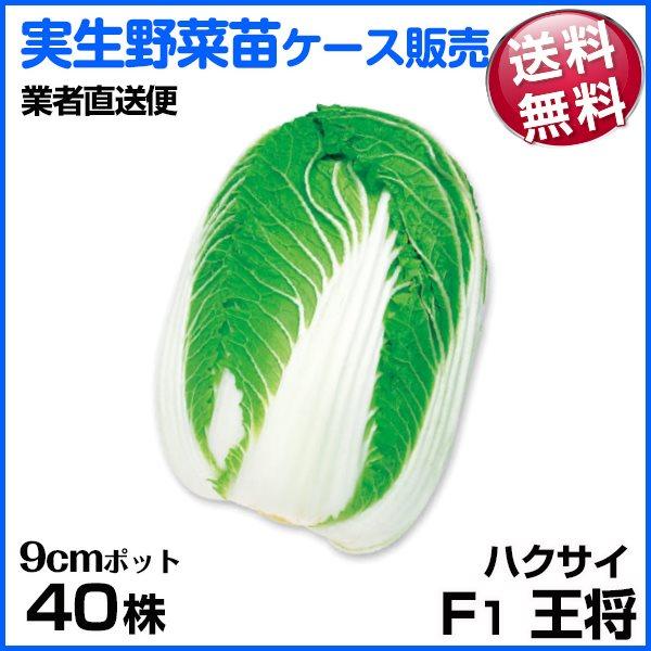 ●商品情報：生育が旺盛で作りやすく、品質に優れる年内〜冬どりの中生種。食味がよく、品質良好。耐寒・低温結球性に優れ、中間地の冬どり栽培に適する。●お届け状態：実生9cmポット苗 40株入り●球重（約）：3kg