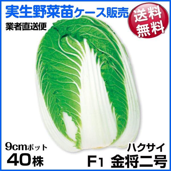 ●商品情報：生育が旺盛で、栽培容易な年内〜冬どりの中生種。低温肥大性に優れ、生理障害の発生が少なく、良質球が収穫できる。●お届け状態：実生9cmポット苗 40株入り●球重（約）：3kg