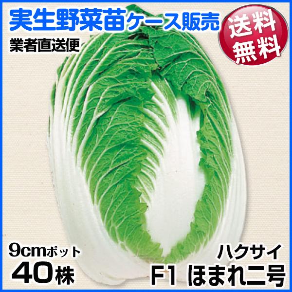 ●商品情報：各種病気に強く、耐寒・低温結球・晩抽性に優れる。遅まきが可能で早春の裂球が遅く、栽培が容易な2〜3月どりの早生種。●お届け状態：実生9cmポット苗 40株入り●球重（約）：2.5kg