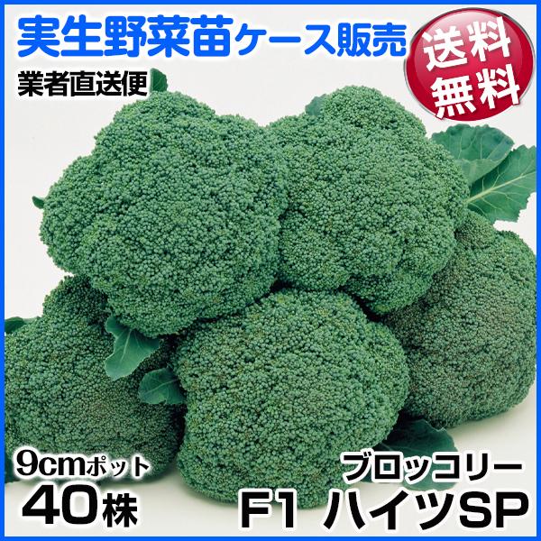 ●商品情報：耐暑性に優れ、強勢で作りやすい中早生種。花蕾は表面が滑らかな豊円形で、粒が緻密でよくしまる。頂花蕾収穫後、側枝花蕾が次々とれ、たくさん収穫できる。栽培適応範囲が広く春作も安定してできる。また、根張りがよいので、株が倒伏する心配が...