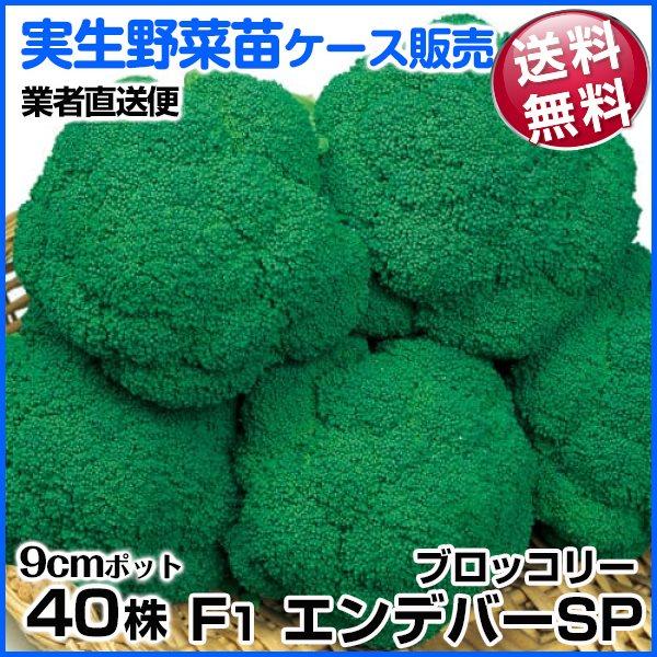●商品情報：揃いがよく、耐寒・低温肥大性に優れる厳寒期どり用の晩生種。肉厚で粒揃いやしまりがよく、アントシアンの着色が少ない。低温下の生育が順調で、良質の大玉が収穫できる。大型の側枝が発生し、頂花蕾専用・頂側兼用どりのいずれにも適する。●お...