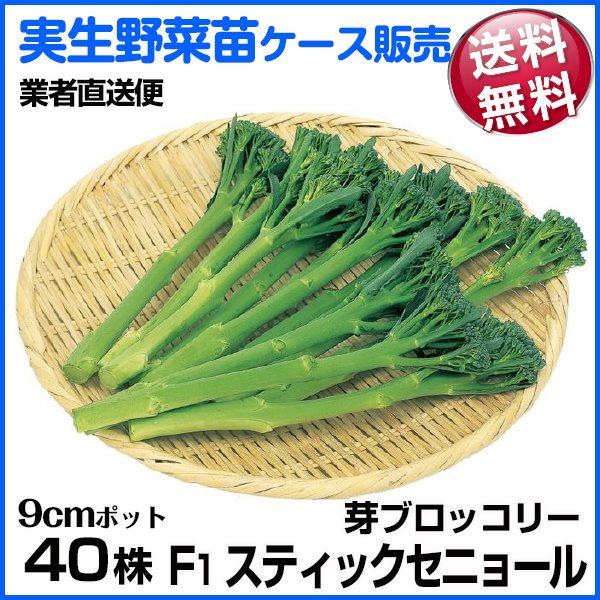 ●商品情報：アスパラガスに似た歯応えと甘みがいろいろな料理に利用でき、人気です。頂花蕾は500円玉大の大きさで収穫し、その後、1株から15本前後の側花蕾（茎ブロッコリー）がとれます。●お届け状態：実生9cmポット苗 40株入り●果重／果長：...