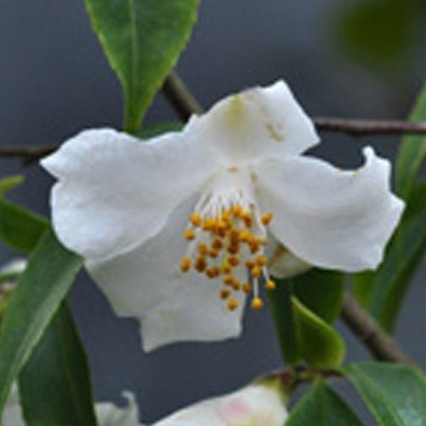 ●商品情報：白花極小輪の原種系椿で、他の香椿の交配親としても利用されます。●お届け状態：挿木12cmポット苗●分類：常緑樹●日照条件：日なた(幼木時は半日陰で管理)●栽培適地：庭・鉢・切花