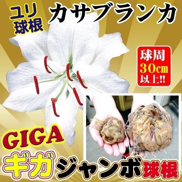 ●学名・英名：Lilium CasaBlanca●商品情報：良い香りがする。球周30cm超えのギガジャンボ球根。球根は大きい程育てやすいです! ●お届け状態：球根(球周30cm〜)●開花期：6-7月●草丈：中(80〜120cm)●耐寒性：強...