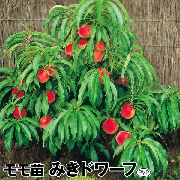 ●商品情報：果重約200gとやや小ぶりで、上品な甘さで食味もすこぶる良いモモ。樹高約2mの矮性桃なので、庭木や鉢植えに最適です。●お届け状態：接木1年生ポット苗●分類：落葉樹 ●生長後の樹高(約)：1.5〜2m●収穫期(約)：7月下旬〜8月...