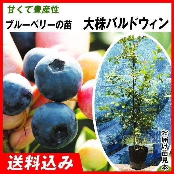 ●商品情報今夏収穫予定の大株ブルーベリー果実は中〜大粒のブルーベリー。甘く風味良い豊産性。 ●お届け状態挿木4〜5年生24cmポット苗●分類半常緑樹●収穫時期7〜9月●日照日なた・半日陰●耐寒性強●栽培適地庭・鉢●栽培ポイント暖地向き1本で...