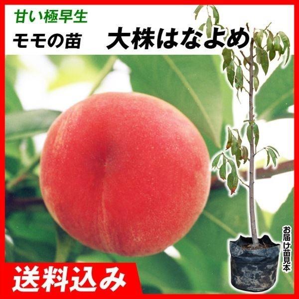●商品情報実付きまでが早い、大株でのお届け!!最高糖度15度と甘くてジューシーな極早生モモ。果重約250gと小ぶり。無袋栽培も可能です。 ●お届け状態接木3〜4年生21cm根ポット苗●分類落葉樹●収穫時期6月下旬●日照日なた●生長後の樹高(...