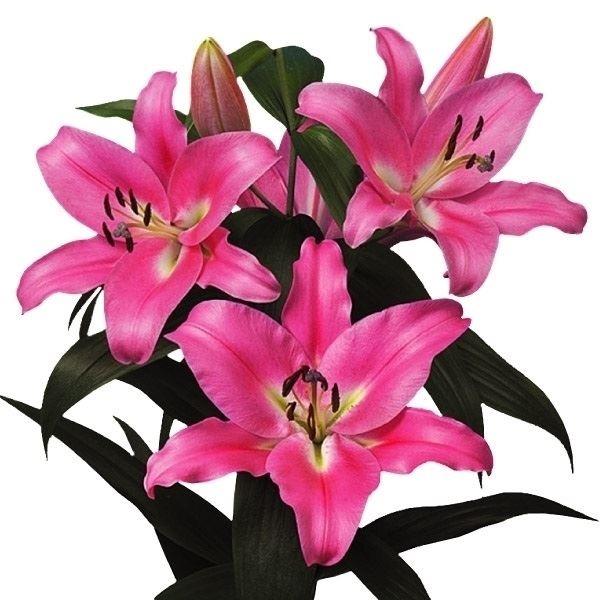 ●学名・英名：Lilium Labrador●商品情報：美しいピンク色のユリ。カサブランカシリーズ。良い香りがする宮崎県の自社農場で大量生産＆徹底管理しており、安さ日本一に挑戦しているお買い得オリエンタルユリ!!●お届け状態：球根(球周:2...