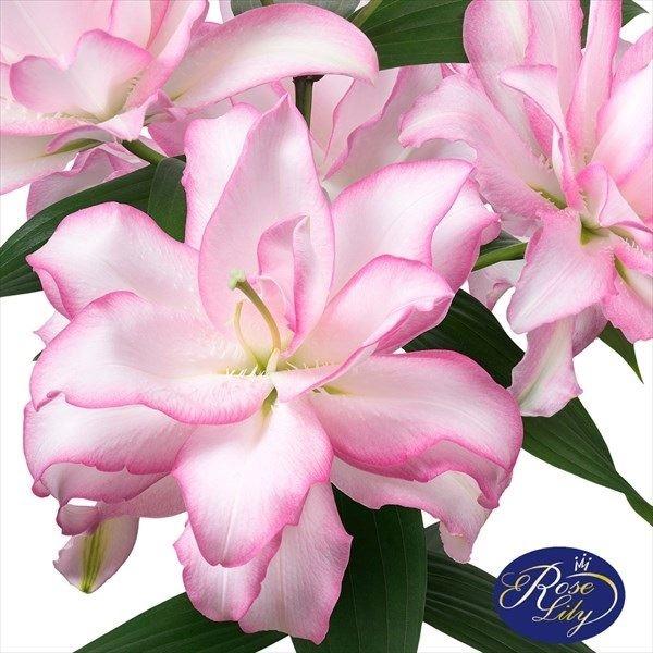 ●学名・英名：Lilium RoselilyAnouska●商品情報：ローズリリーは他の八重咲品種に比べて茎が強く、花ユリでトップクラスの花もちを誇ります。また、切花にしても主張しすぎないマイルドな香りが魅力的で、花粉も出ません。（別名：ア...