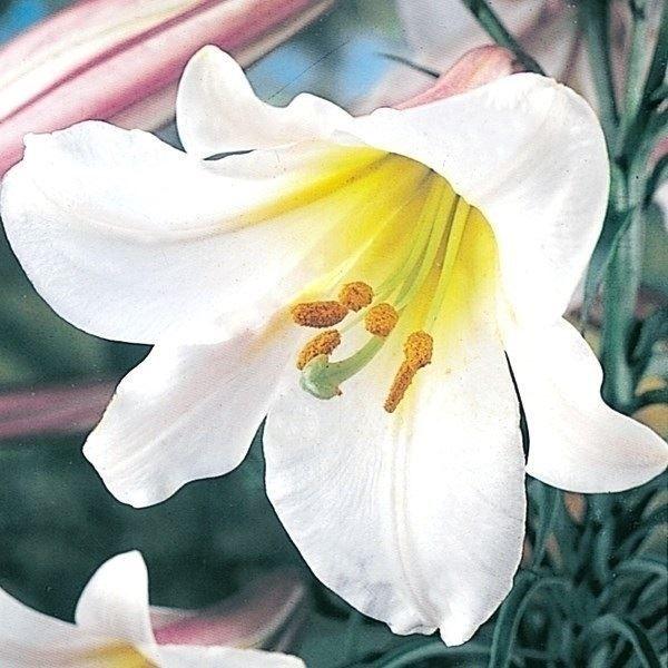 ●学名・英名：Lilium Regale●商品情報：病気に強く、とっても育てやすく放任栽培もできるユリ。鉄砲ユリのようなシャープな花姿で、オリエンタルリリーほどの大輪花を咲かせます。球根が大きくなるにつれ、花数も増え花つき抜群!! 芳香あり...