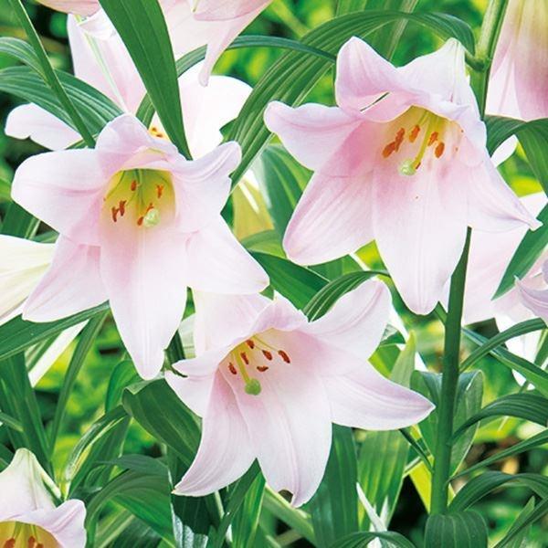 ●学名・英名：Lilium ●商品情報：鉄砲ゆりの改良品種。乙女ゆりに似た、うつむき加減に咲く淡いピンク色の花が、優美でとても魅力的です。見た目だけでなく、優しい甘い香りにも癒されます。●お届け状態：球根●開花期：6月●草丈：中(80〜12...