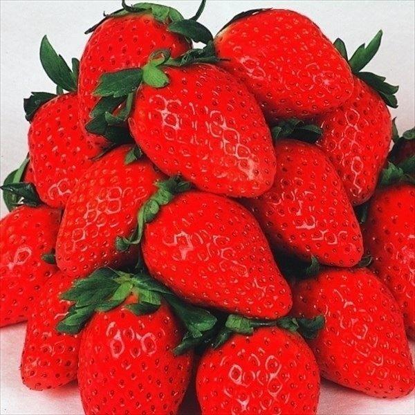 超有名な美味品種●商品情報：全国で人気の美味イチゴ! 最高糖度15度で、酸味少なく甘味が際立ちます。最大50gの大粒!●お届け状態：ポット苗●収穫期(約)：5〜6月●草丈(約)：15〜30cm●日照：日なた●耐寒性：強/寒冷地でも地植えOK...