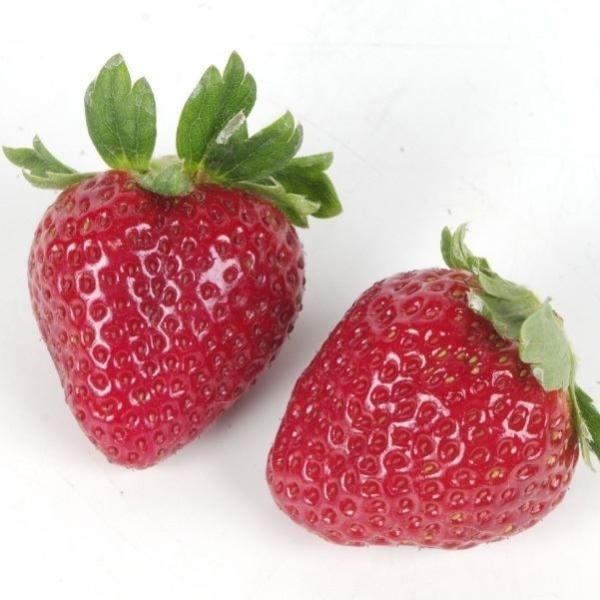 ●商品情報：栽培しやすくて美味しいイチゴといえばコレ!株はコンパクトですが、草勢強く丈夫です。肉質緻密で極旨です。●お届け状態：ポット苗●分類：多年草●収穫期(約)：5〜6月●草丈(約)：15〜30cm●日照：日なた●耐寒性：強/寒冷地でも...