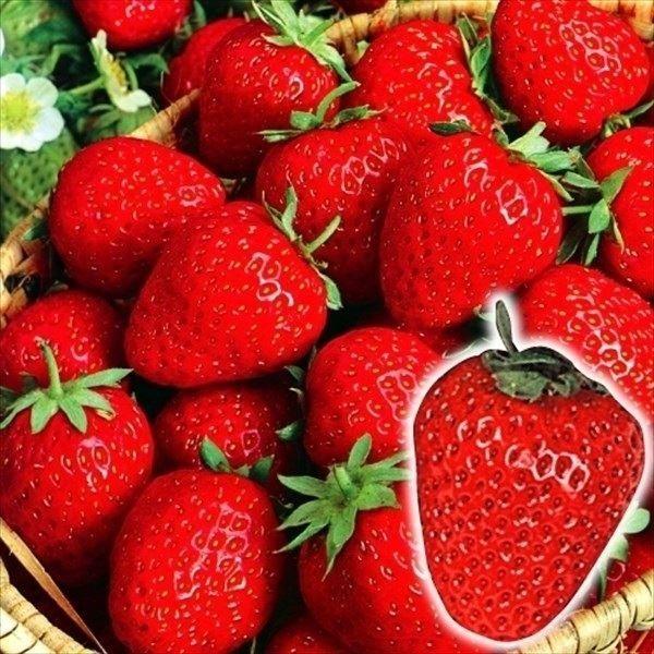 超有名な美味品種●商品情報：露地栽培向きイチゴの代表格! 病気に強く作りやすい。果実は甘く柔らかくジューシー!●お届け状態：ポット苗●収穫期(約)：5〜6月●草丈(約)：15〜30cm●日照：日なた●耐寒性：強/寒冷地でも地植えOK●ご注意点
